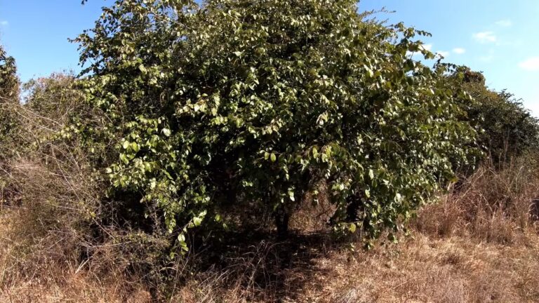 10 Trees Native to Namibia - Ecosystem Jewels - William Kwamba