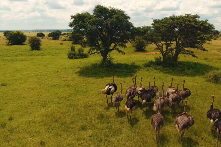 10 Trees Native to Namibia - Ecosystem Jewels - William Kwamba