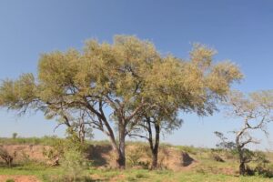 10 Trees Native to Namibia - Ecosystem Jewels - William Kwamba