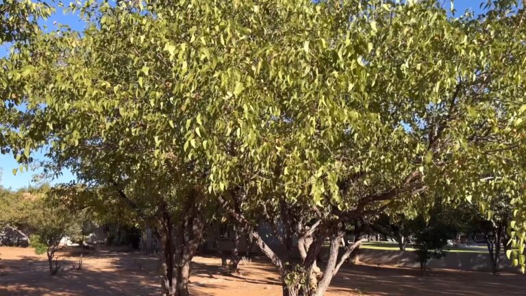 10 Trees Native to Namibia - Ecosystem Jewels - William Kwamba