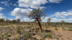 10 Trees Native to Namibia - Ecosystem Jewels - William Kwamba