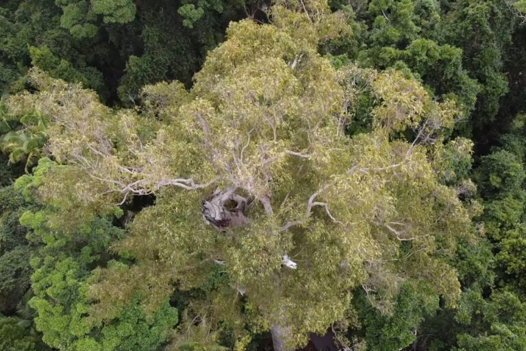 10 Trees Native to Namibia - Ecosystem Jewels - William Kwamba