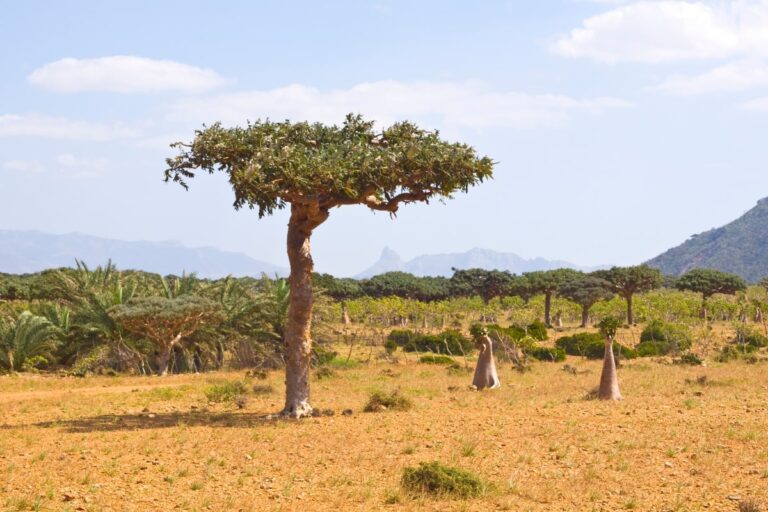 Where Does Myrrh Come From - Tracing the Origins