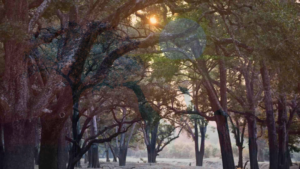 Complete Guide to the Ebony Tree - Origins, Uses, and Care