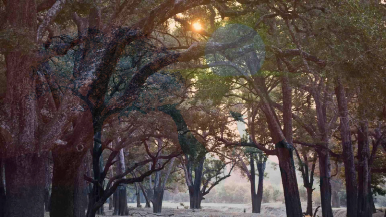 Complete Guide to the Ebony Tree - Origins, Uses, and Care