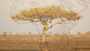 11 Interesting Facts About the Origin of Acacia Wood