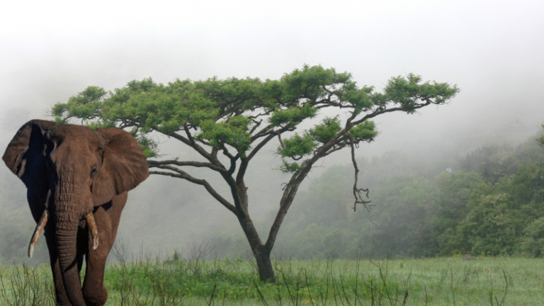 11 Interesting Facts About the Origin of Acacia Wood