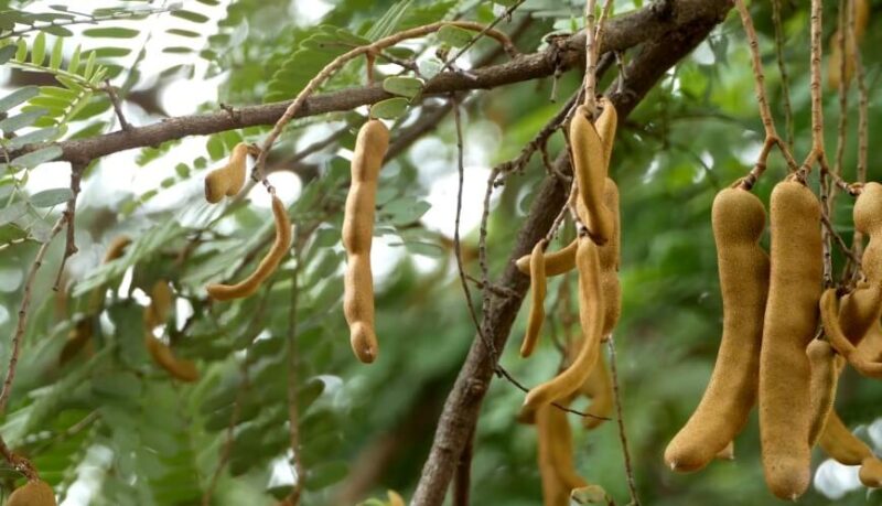 10 Fascinating Facts About the Tamarind Tree You Need To Know